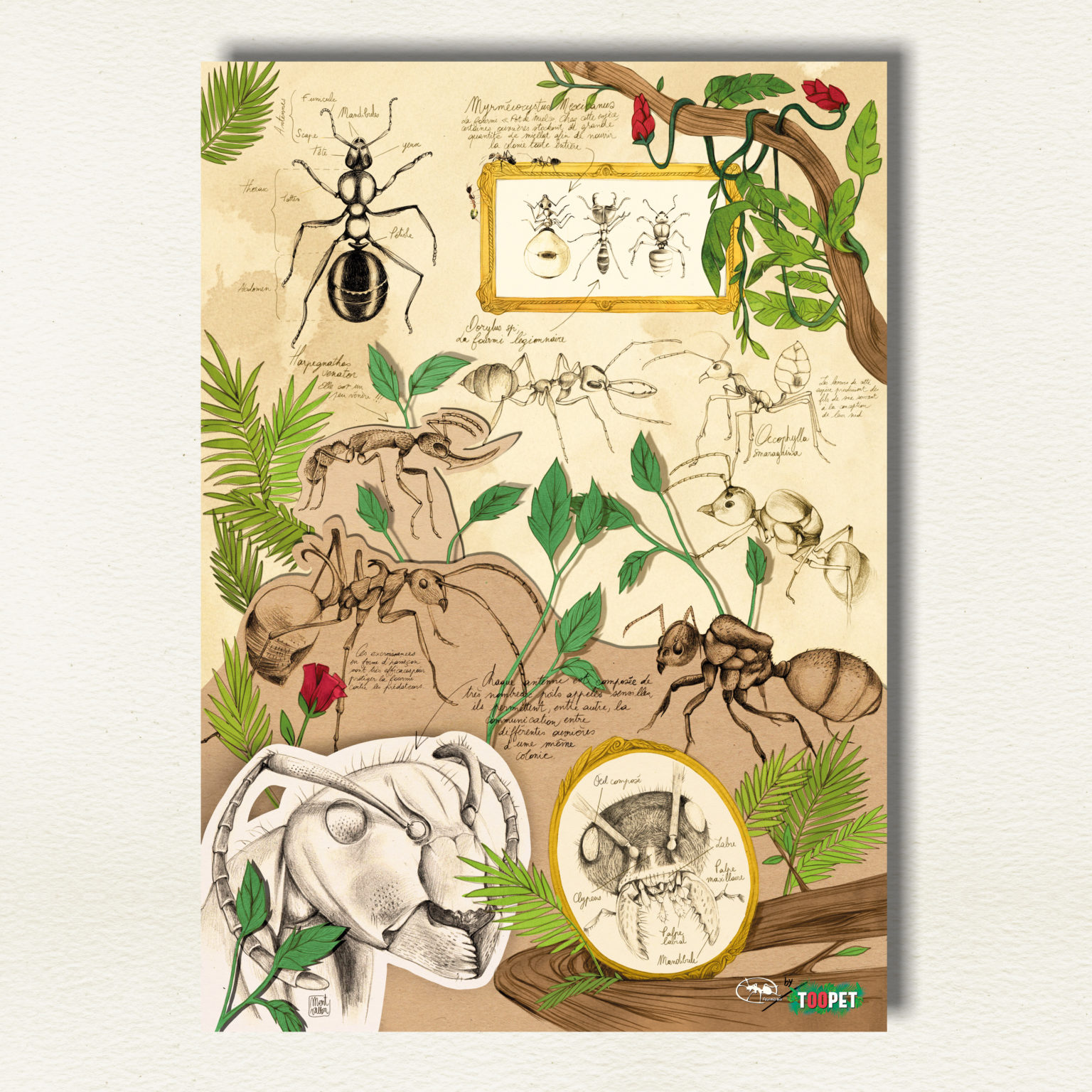 Affiche A2 "Fourmis" - montvallonillustration