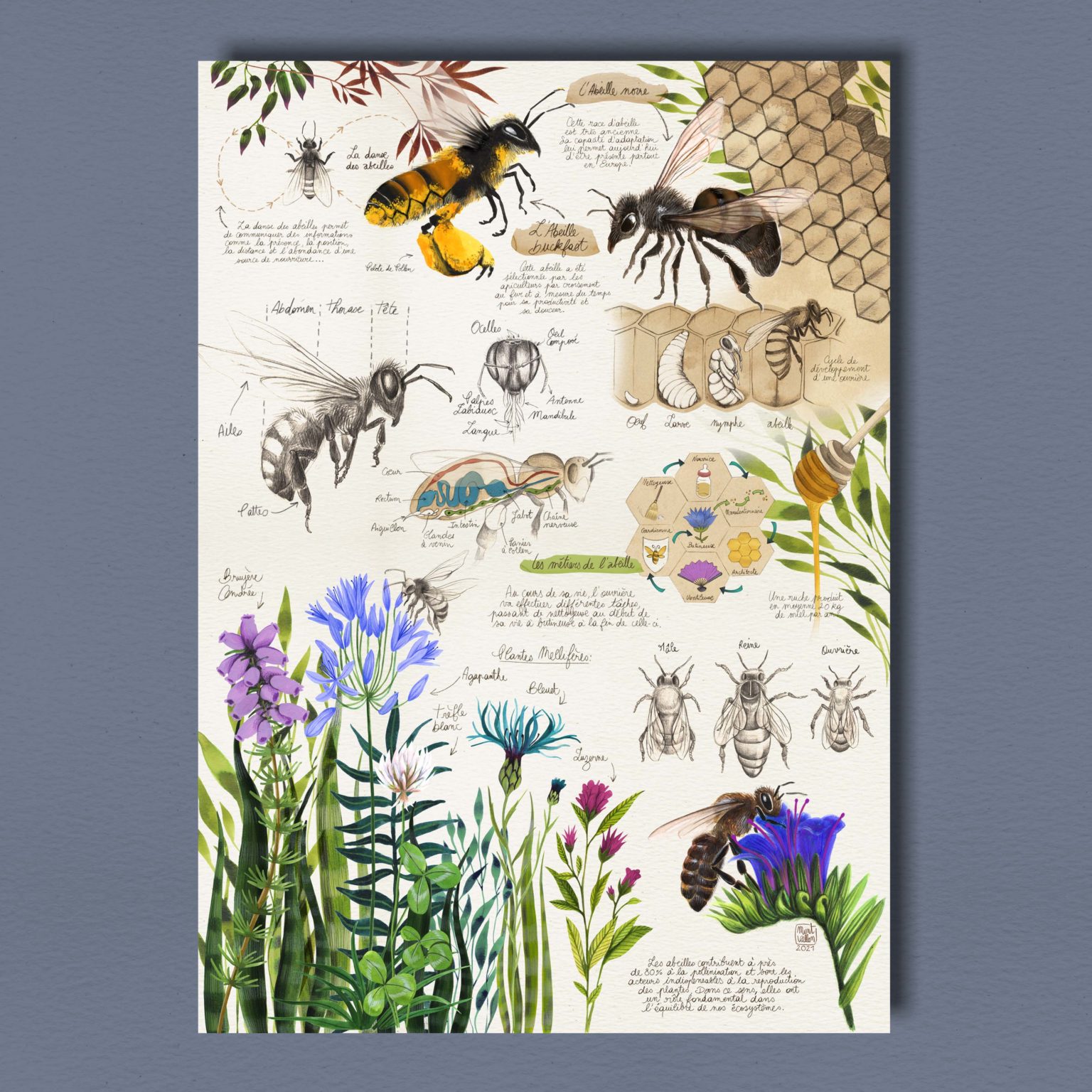 Affiche A2 "Fourmis" - montvallonillustration