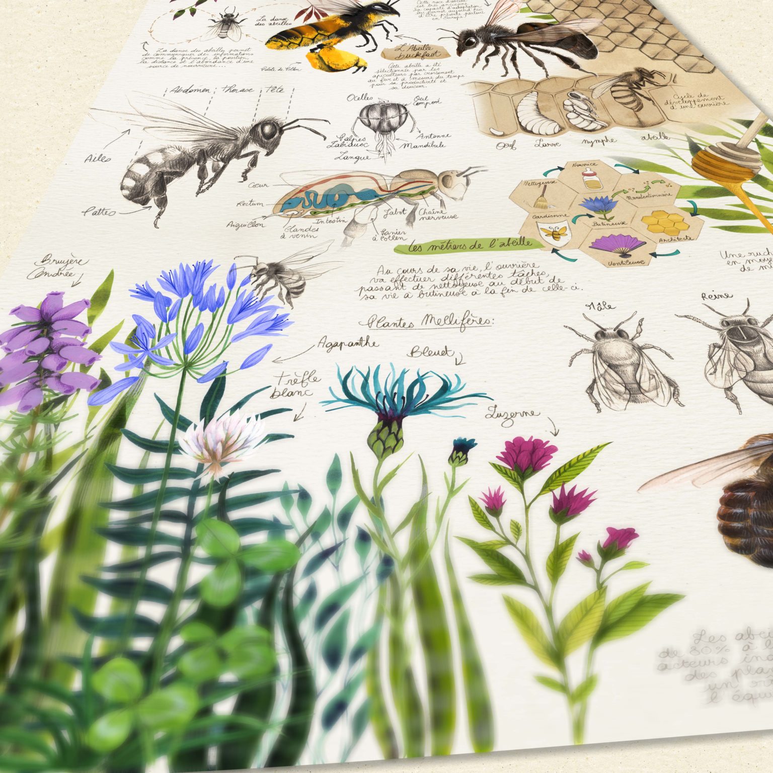 Affiche A2 "Abeilles" - montvallonillustration