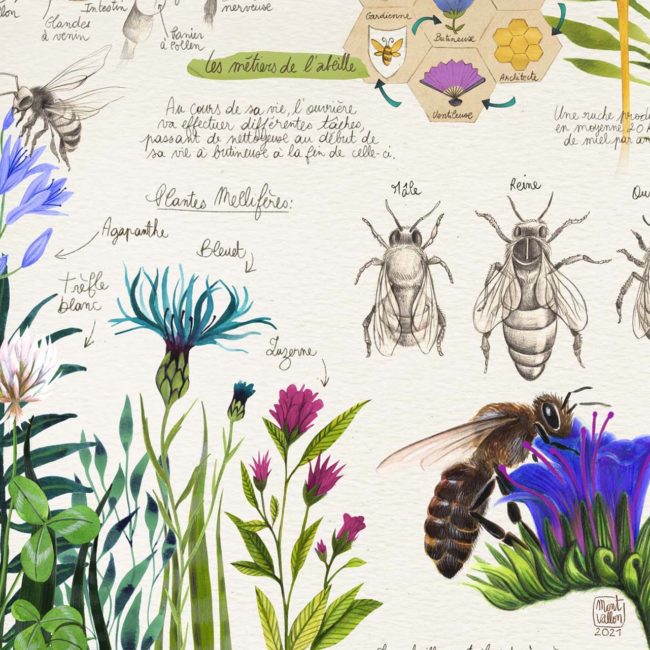 Affiche A2 "Abeilles" - montvallonillustration
